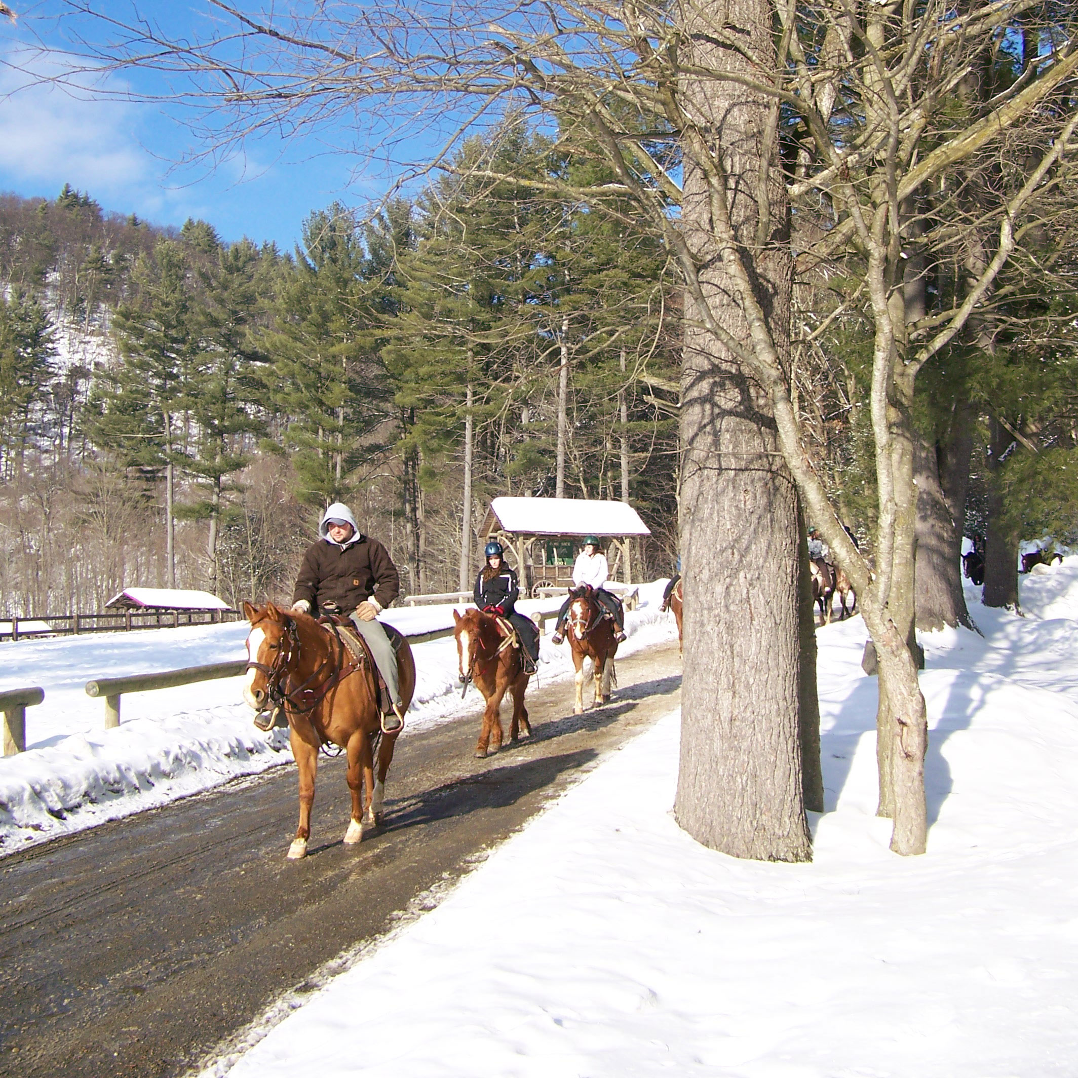 Horse Back Riding Lessons and Guided Trail Riding - Ridin-Hy Ranch Resort